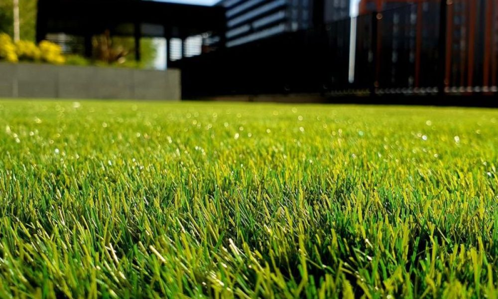 Sod vs. Seed: Making the Right Choice for Your Lawn - Local Sod and ...